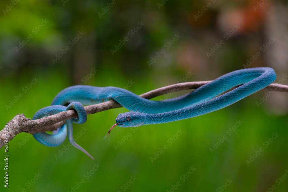 Trimeresurus insularis (Indonesian pit viper, Lesser Sunda Islands pit ...