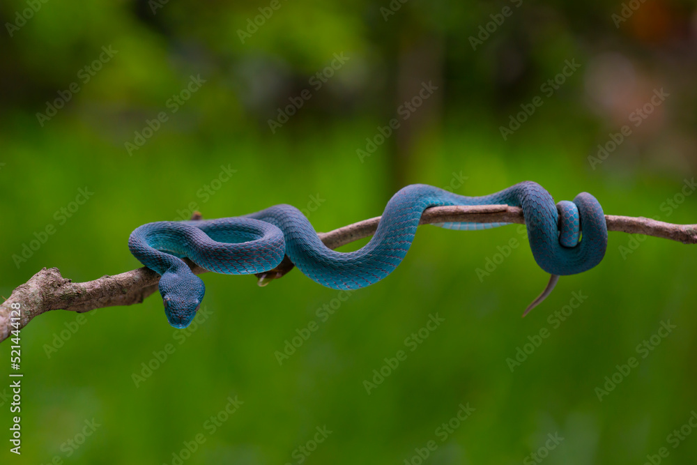 Trimeresurus insularis (Indonesian pit viper, Lesser Sunda Islands pit ...