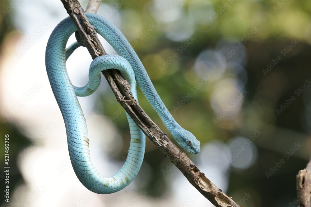 Trimeresurus insularis (Indonesian pit viper, Lesser Sunda Islands pit ...