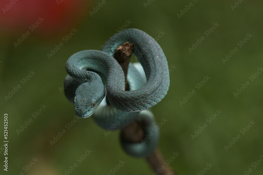 Trimeresurus insularis (Indonesian pit viper, Lesser Sunda Islands pit ...