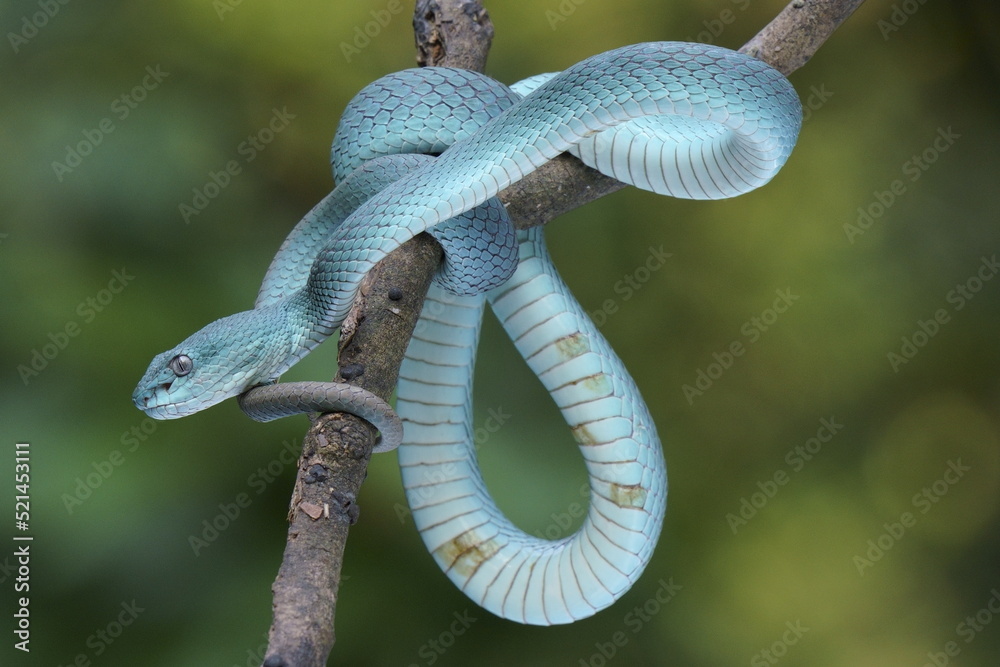 Trimeresurus insularis (Indonesian pit viper, Lesser Sunda Islands pit ...