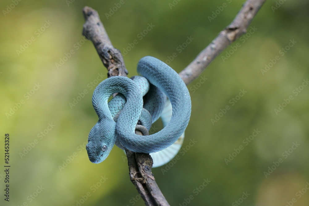 Trimeresurus insularis (Indonesian pit viper, Lesser Sunda Islands pit ...