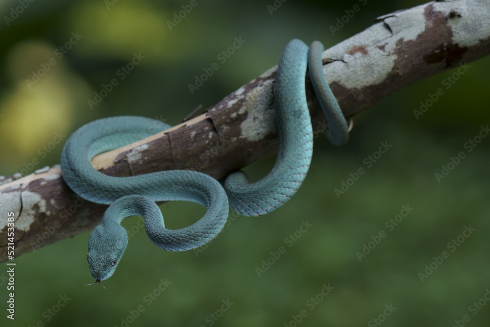 Trimeresurus insularis (Indonesian pit viper, Lesser Sunda Islands pit ...