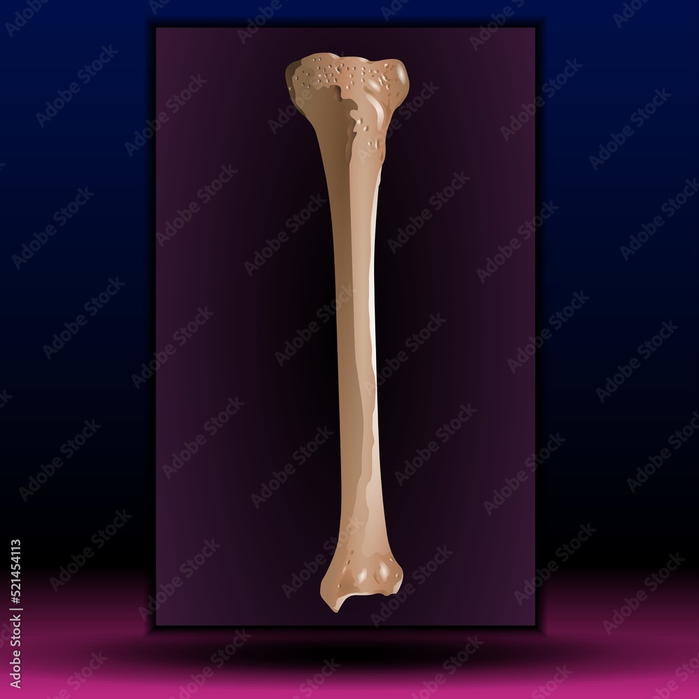Bone marrow - Human bone structure - vector illustration Stock ...