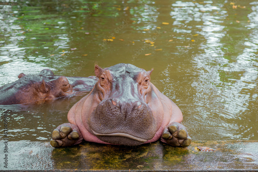 Hippopotamus. The hippopotamus is a large, omnivorous mammal of the ...