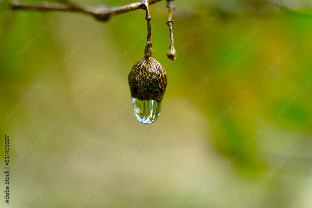 Water droplets at the tip of dried buds of Malabar melastome or Indian ...