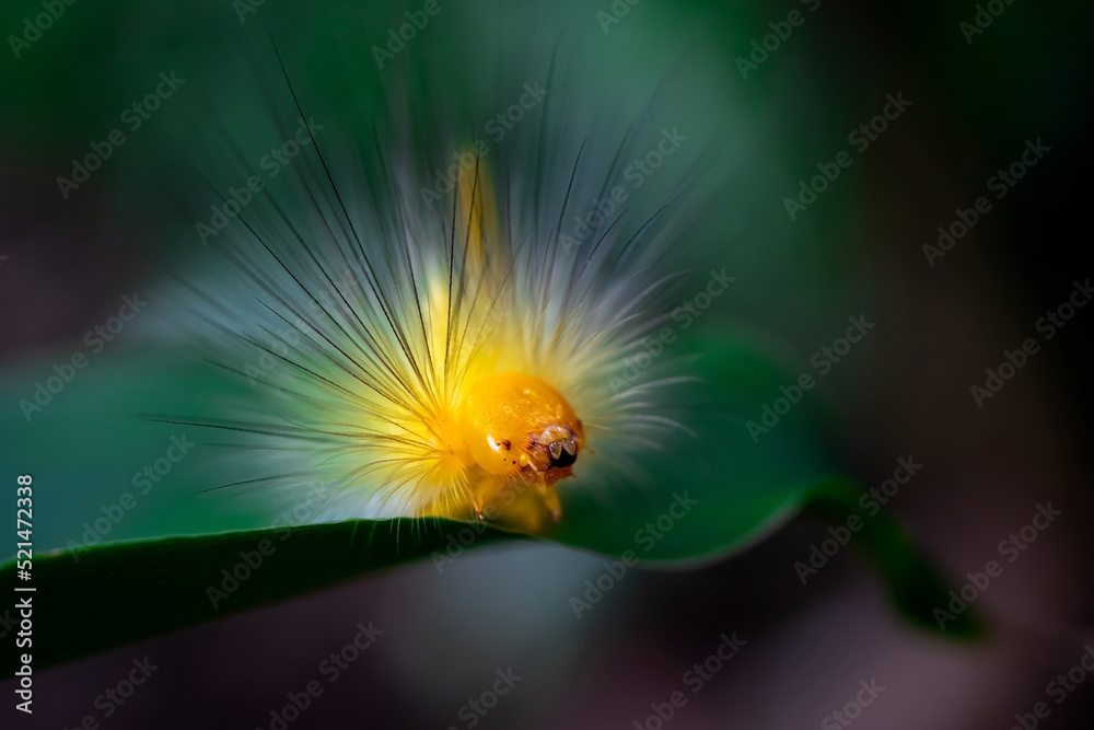 Beautiful yellow hair worm on green leaf blurred background.Details of ...