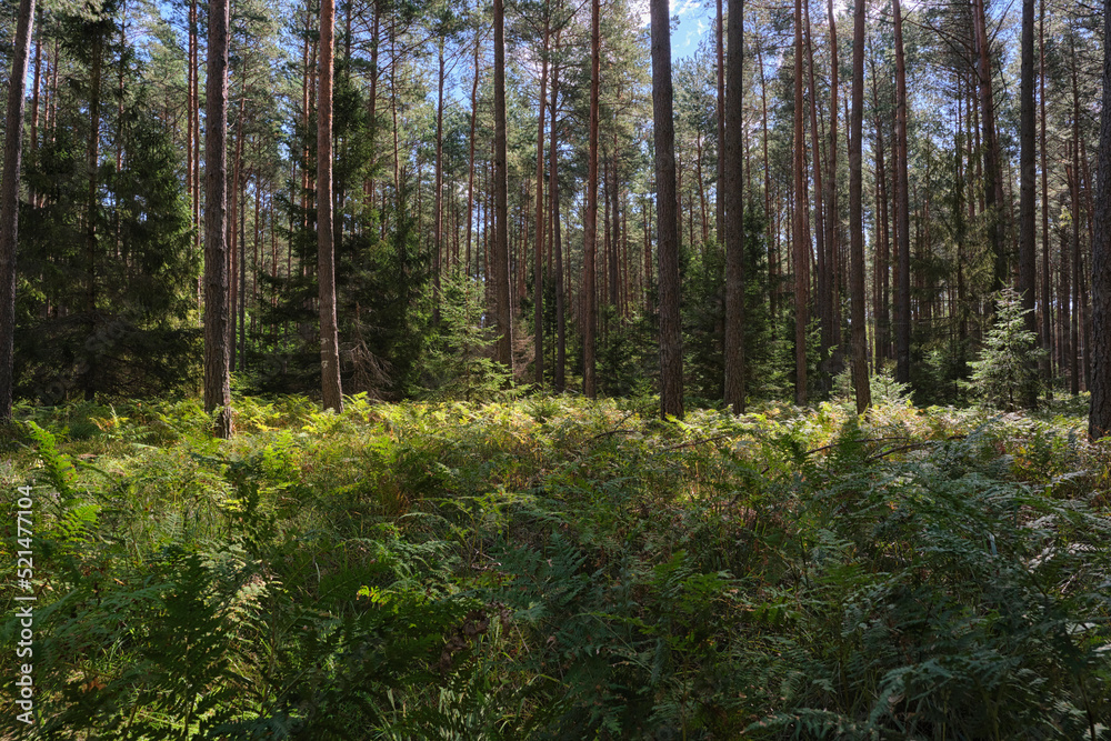 las, Polska, Mazury, lato, wakacje, drzewa, puszcza Stock Photo | Adobe ...