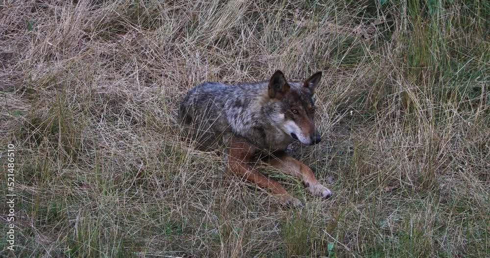Italian wolf, Canis Lupus Italicus, unique subspecies of the indigenous ...
