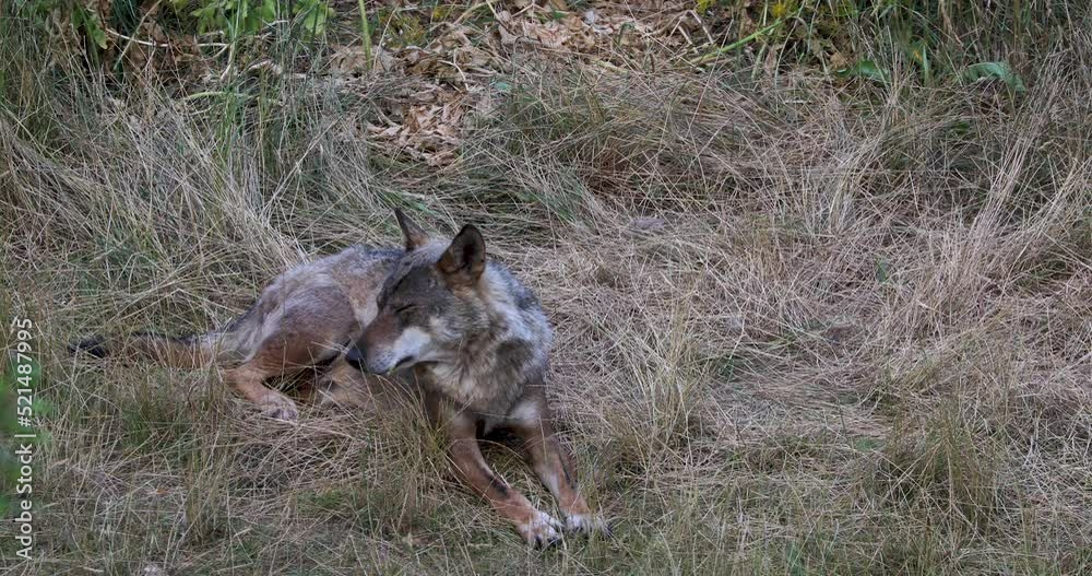 Italian wolf, Canis Lupus Italicus, unique subspecies of the indigenous ...