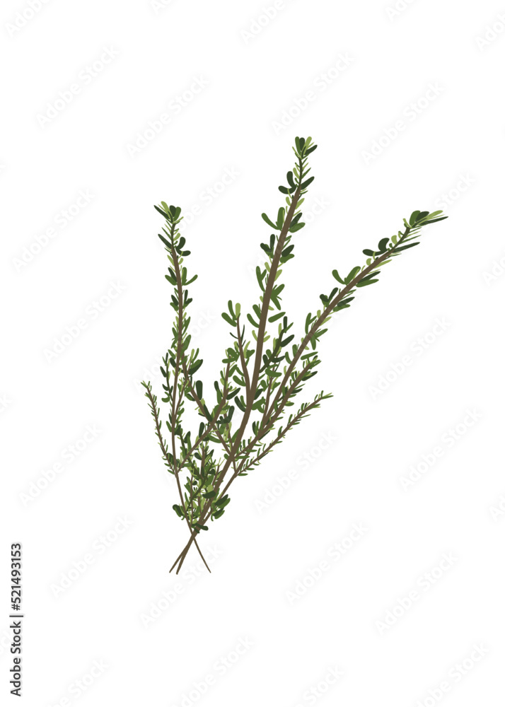 dessin branche de Thym, romarin, fond isolé Stock Vector | Adobe Stock