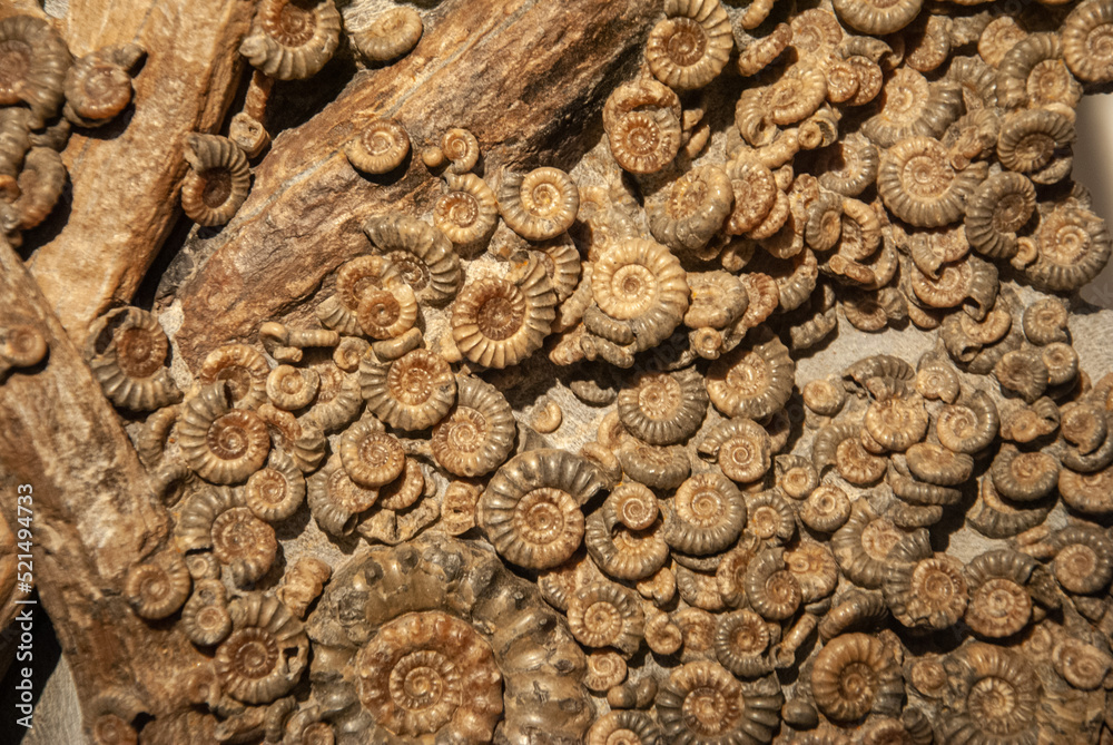 Fossils of the small Promicroceras and large Asteroceras ammonites ...