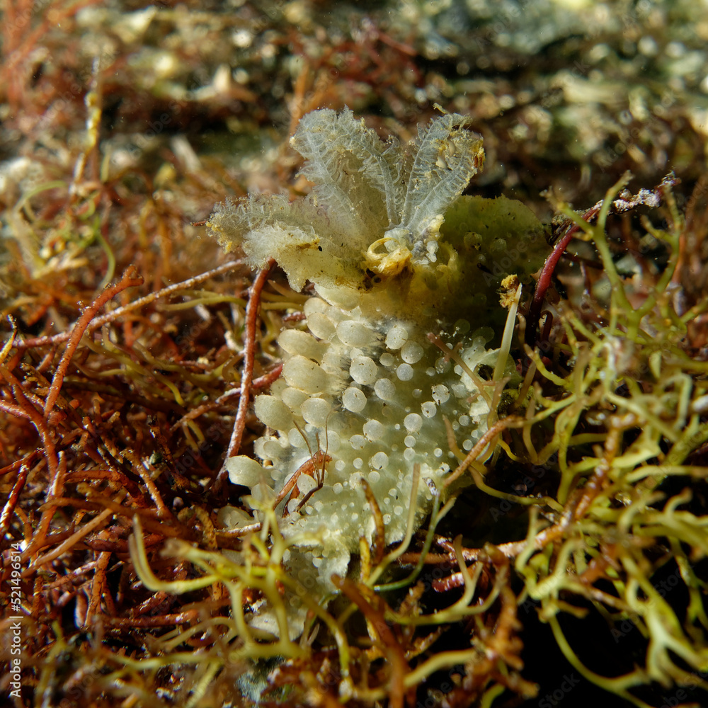 Sea slug dorid nudibranch (Doris verrucosa) in Mediterranean Sea Photos ...
