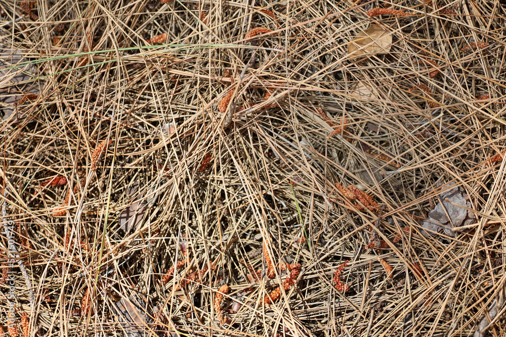 Dried fallen pine tree needles, bark and leaves on the ground. Fire ...