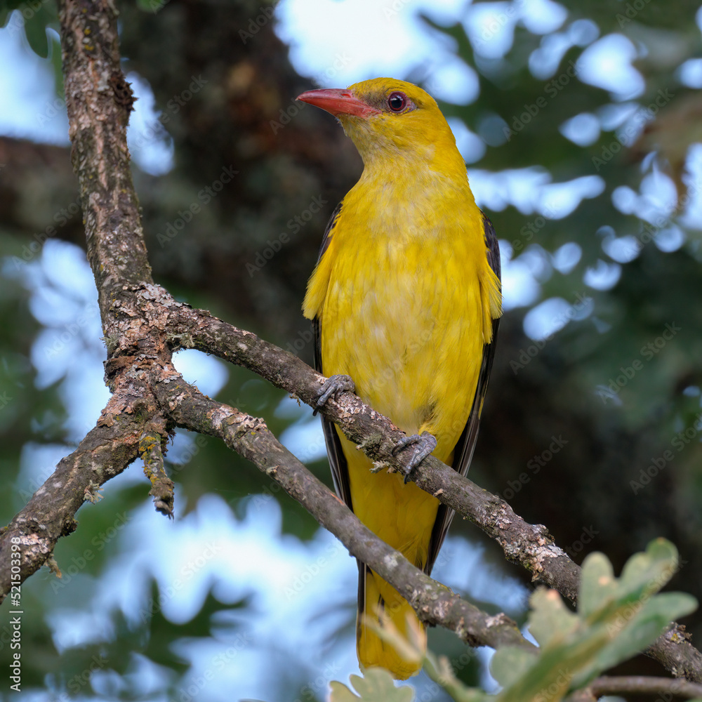 The golden oriole also called golden oriole is the only member of the ...