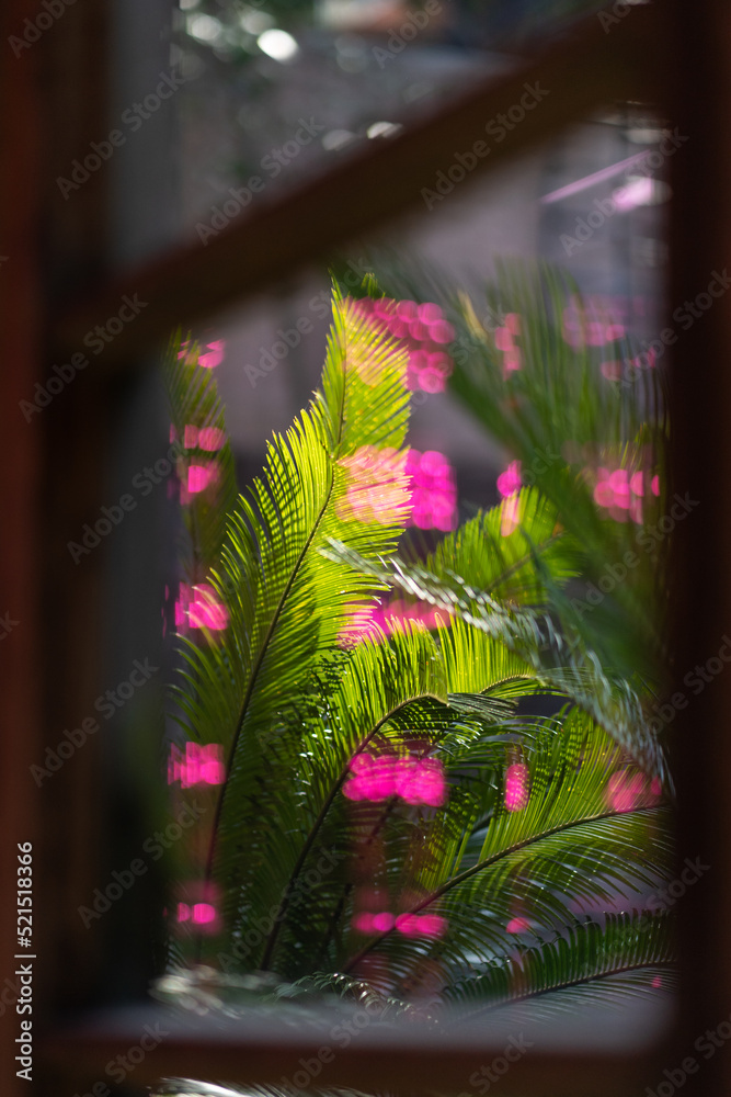 Tropical Cycas palm trees in pots grow in premise with purple lights ...