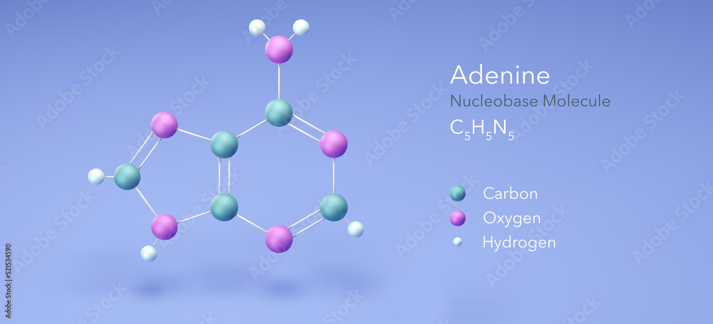 adenine, nucleobase dna molecule. Molecular model, 3d rendering ...