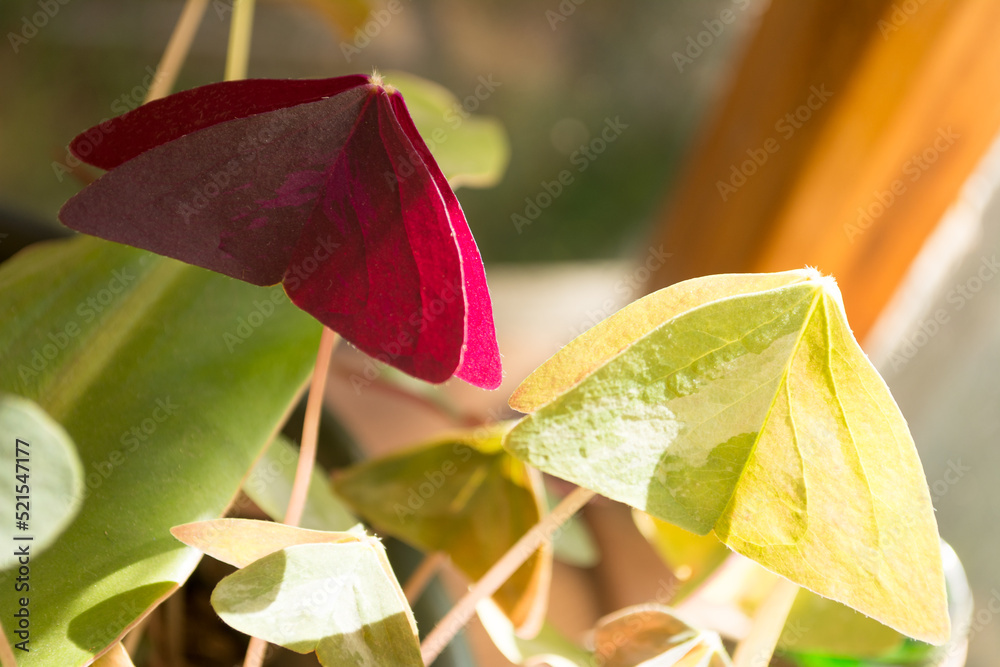Trébol morado y verde (Oxalis triangularis) Stock Photo | Adobe Stock