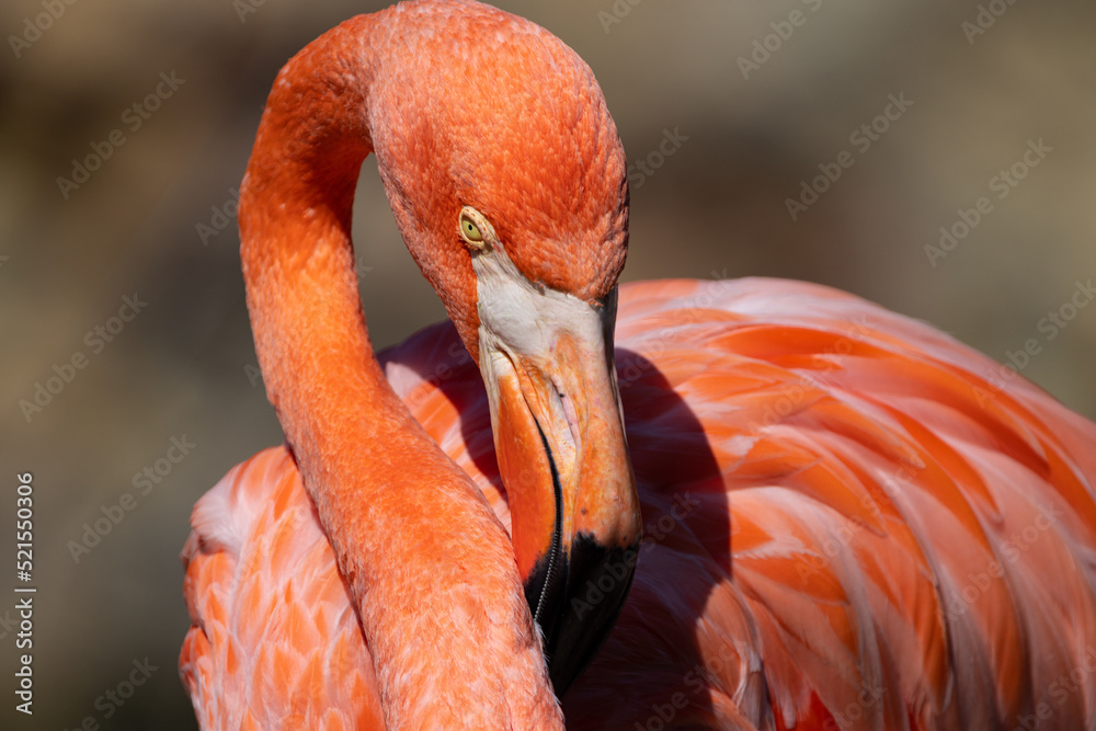 Orange Flamingo