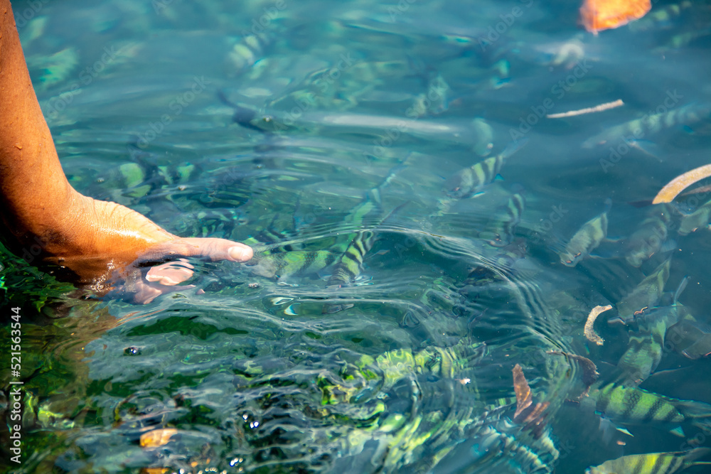 A group of saxatilis abudefduf fish in the blue sea that grows a lot of ...