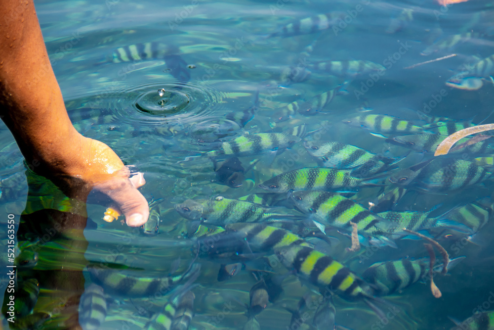 A group of saxatilis abudefduf fish in the blue sea that grows a lot of ...
