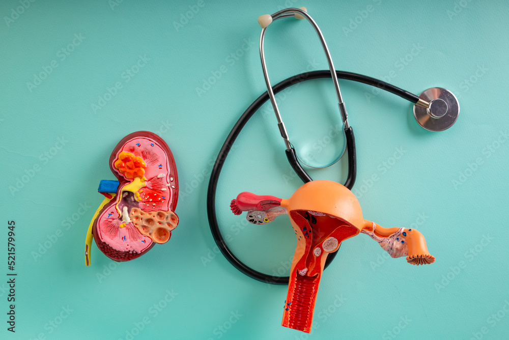 mockup kidney, model of female reproductive system and stethoscope lies ...