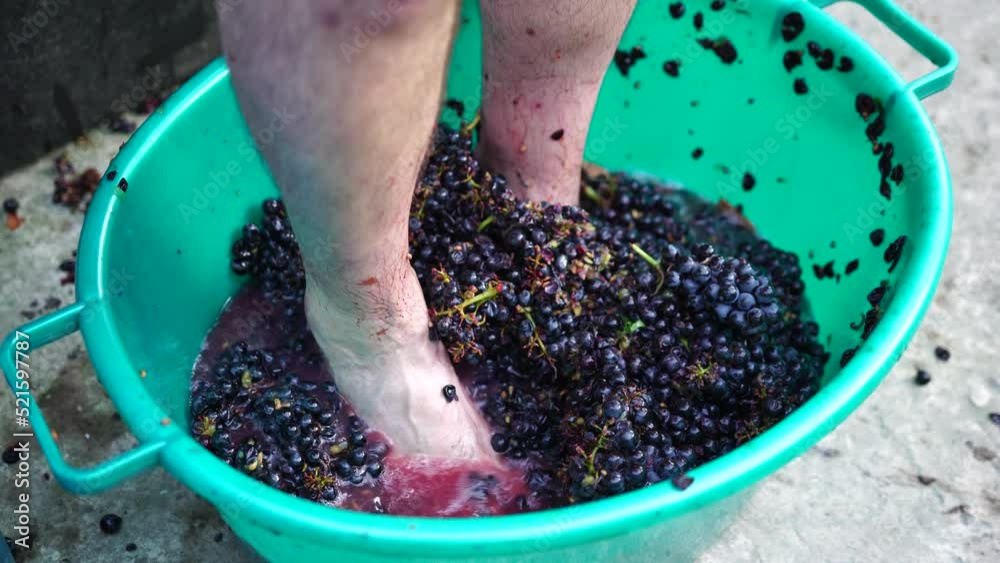 Grape-treading or grape-stomping in traditional winemaking. Senior ...