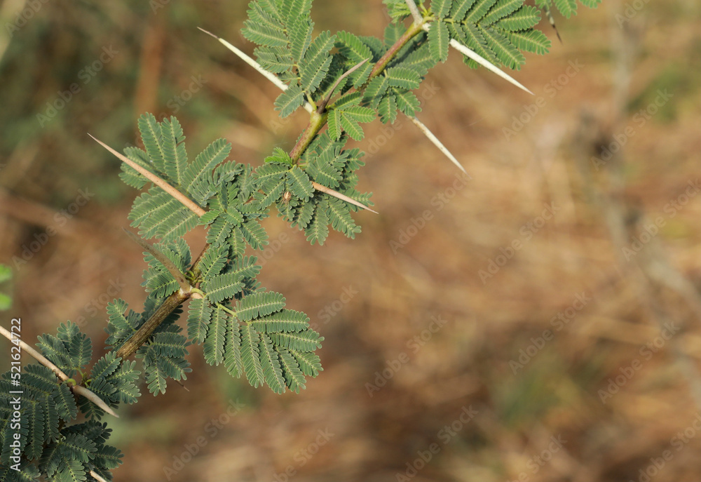 Closeup of gum arabic tree. Babul tree. Thorn mimosa. Thorny acacia ...