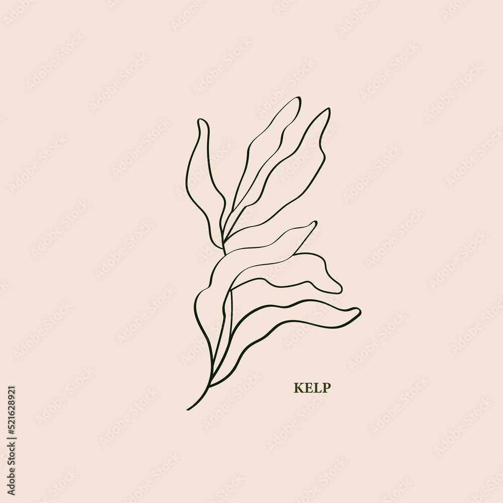 Hand drawn kelp weed illustration Stock Vector | Adobe Stock