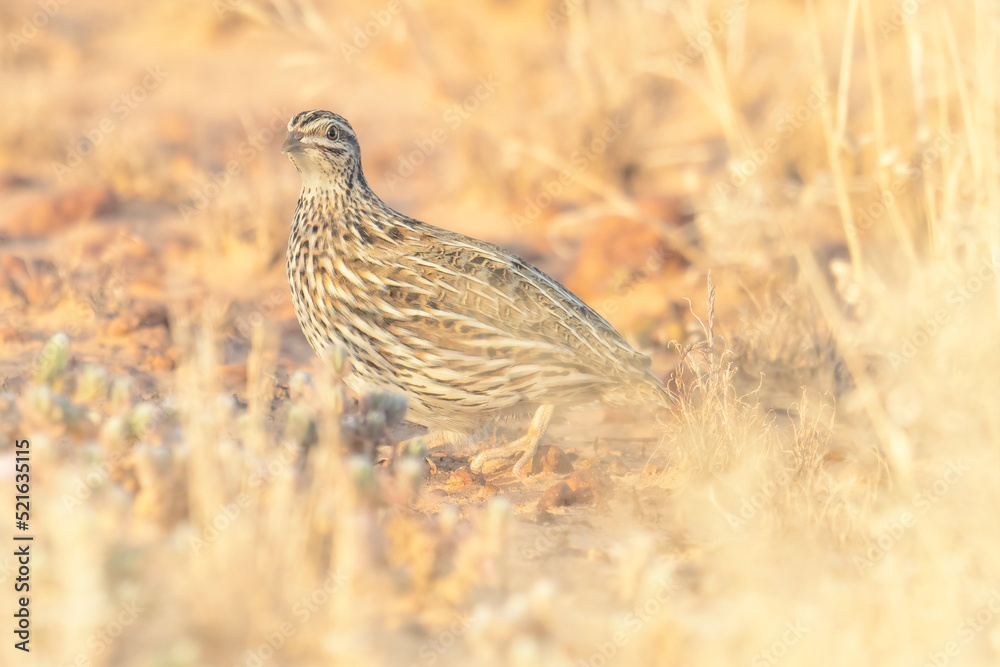 Wild stubble quail (Coturnix pectoralis) in gibber stone and grass ...