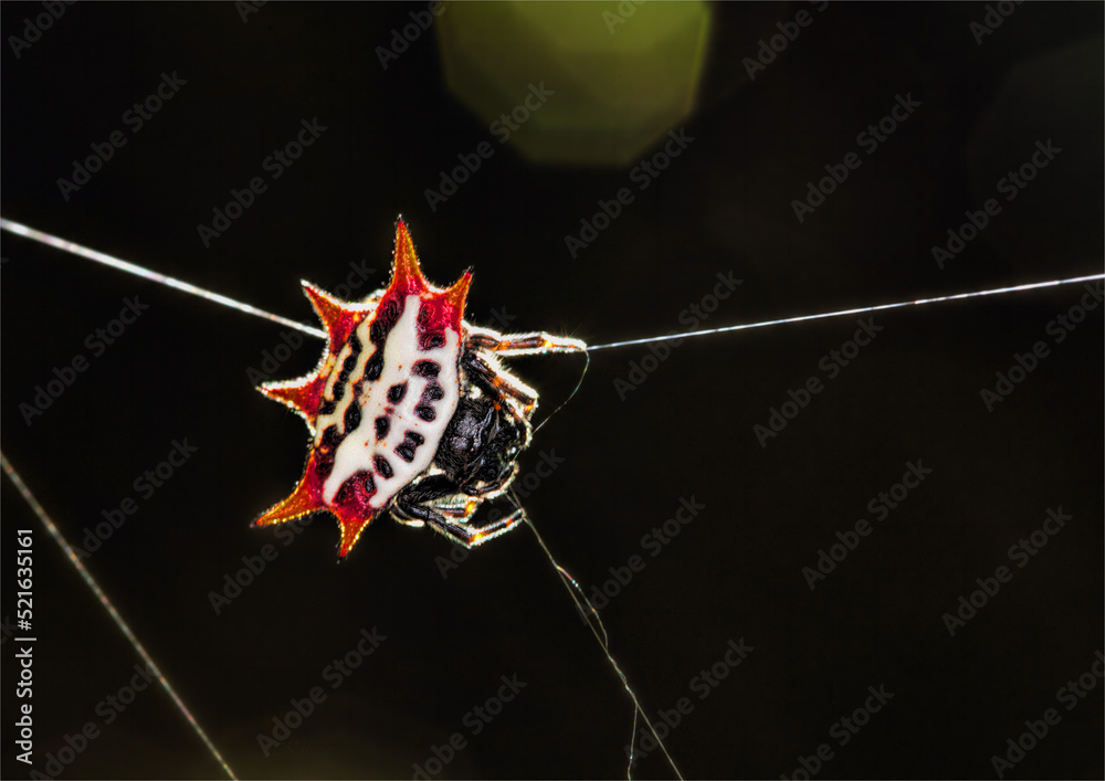 A spider web or cobweb is a structure created by a spider out of ...