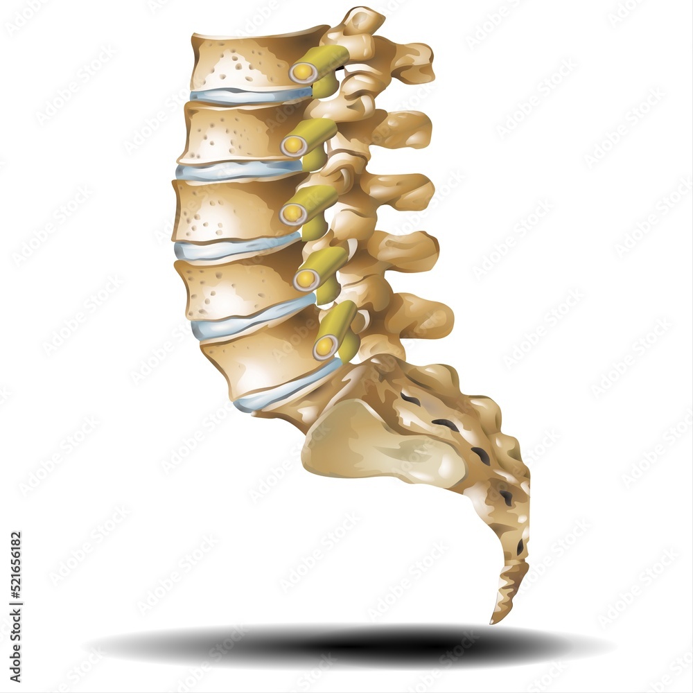 Lower Spine on white background - Fla source file available - Human ...