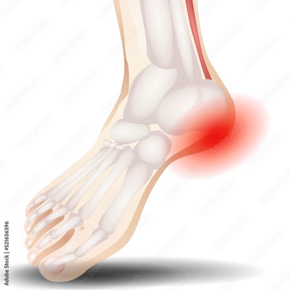 Toe Bone on white background - Fla source file available - Fla source ...