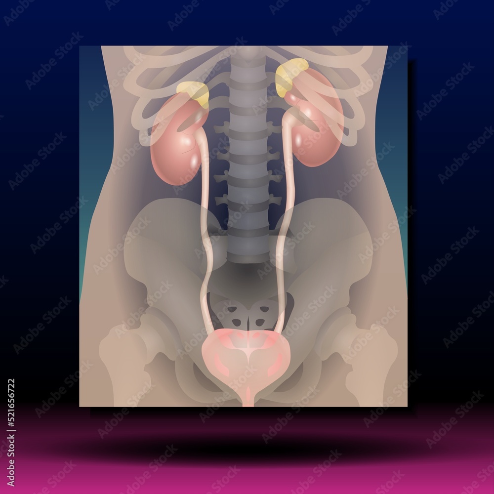 Urinary System Female Fla Source File Available Female 2672