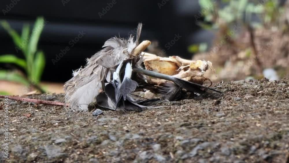 Hormigas sobre los restos de una paloma muerta, mientras pasan coches ...