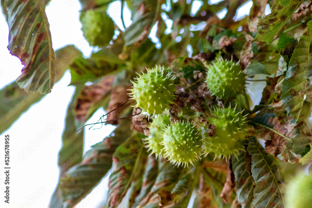 Green thorny chestnuts ripening in the warm autumn sun with nice ...