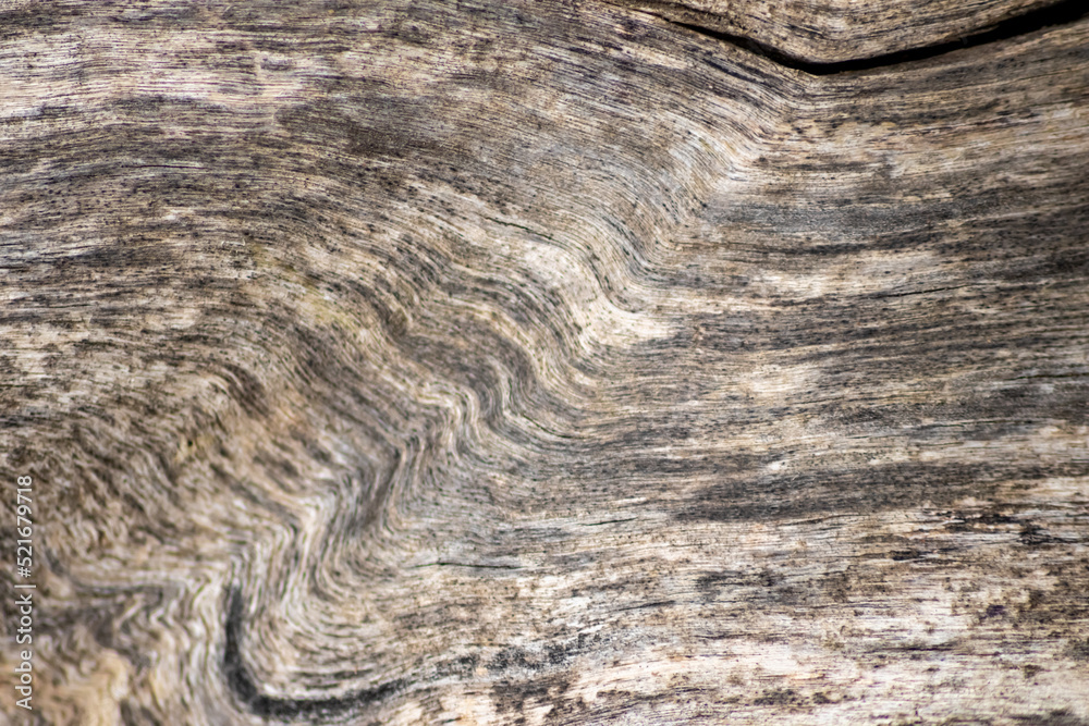 Natural figure of organic wooden grain shows tree details of hardwood ...