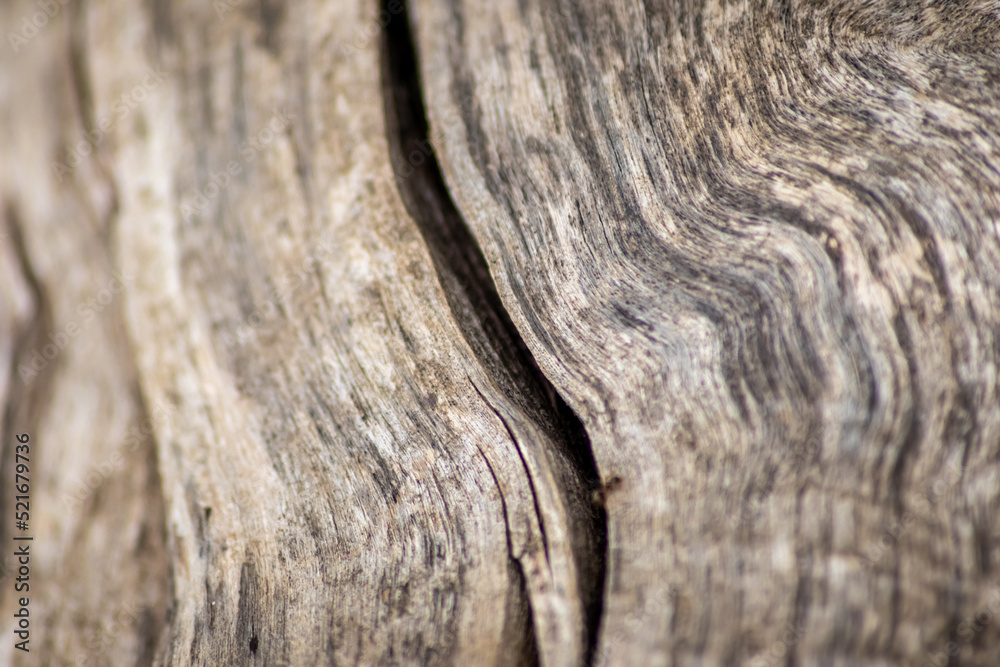 Natural figure of organic wooden grain shows tree details of hardwood ...