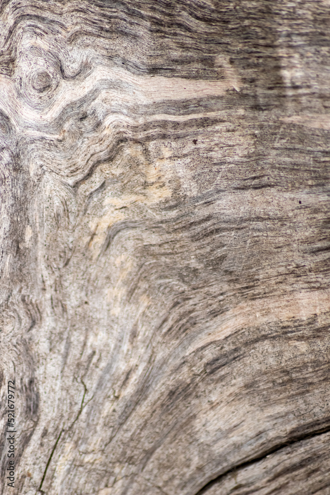 Natural figure of organic wooden grain shows tree details of hardwood ...