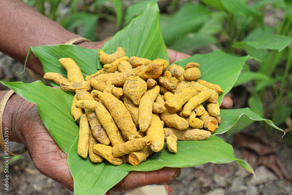 Turmeric Tree