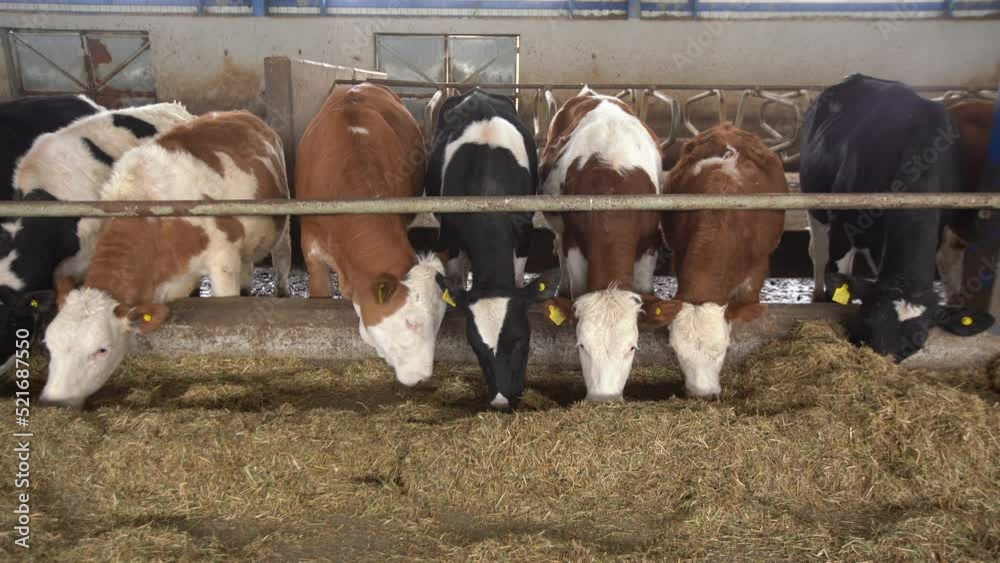 Livestock farm cattle. Meat fattening farm. Modern cattle ranch. Cattle ...