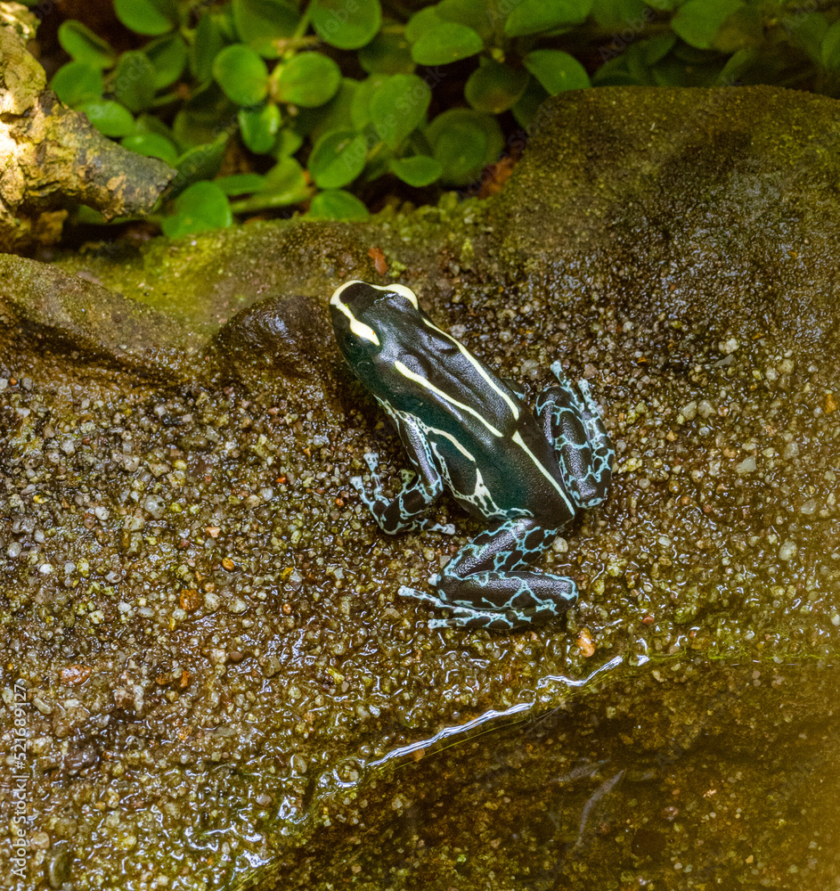 Graubeiner Färberfrosch (Gray-legged dyer frog) (Dendrobates tinctorius ...