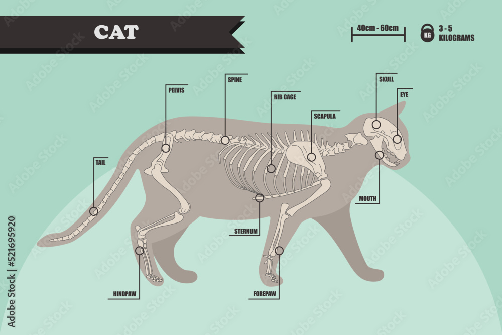 Anatomy of a cat. Cat skeleton Stock Vector | Adobe Stock