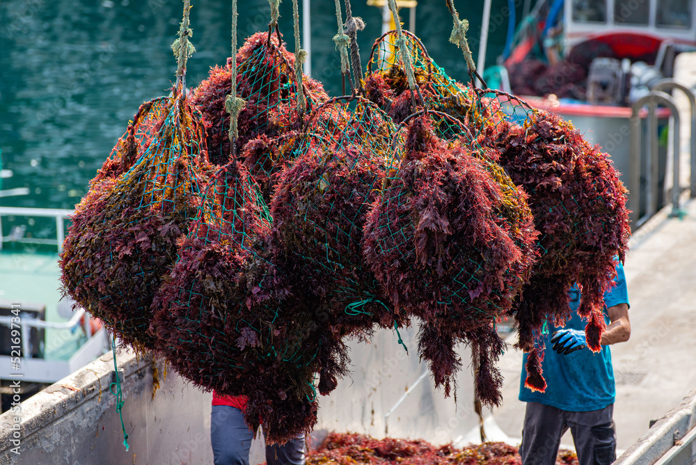 Agar-Agar, gelidium, alga, ocle, placa de petri Stock Photo | Adobe Stock