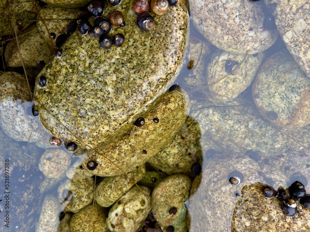 Foto de Sea snails on rocks at low tide in tidal pool o shore along ...