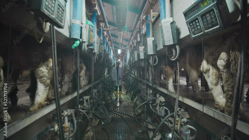 Cow milking unit and farmer. The farmer controls the milking and takes ...