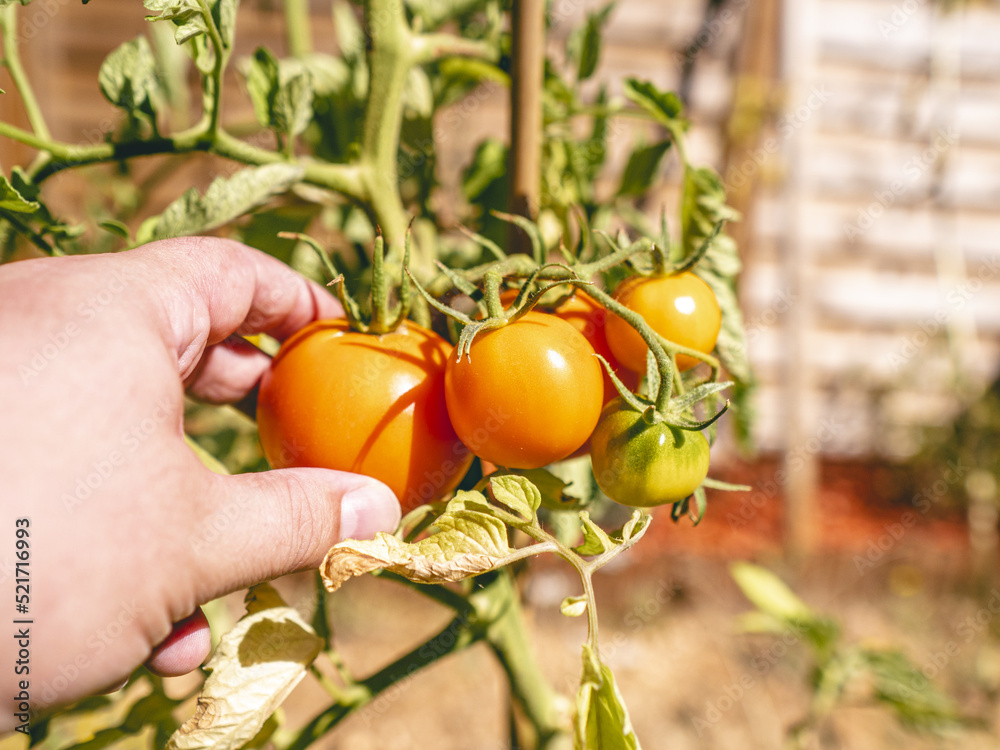 Culture de tomates oranges et bien mûres dans le jardin d'un ...