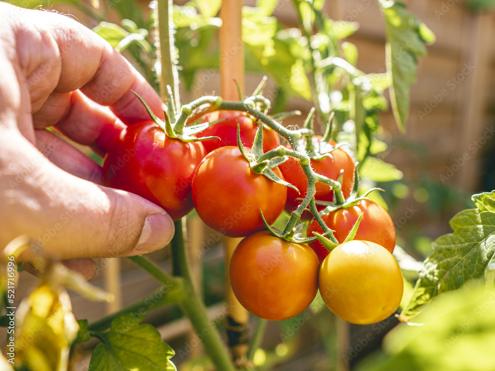 Culture de tomates rouges et bien mûres dans le jardin d'un particulier ...