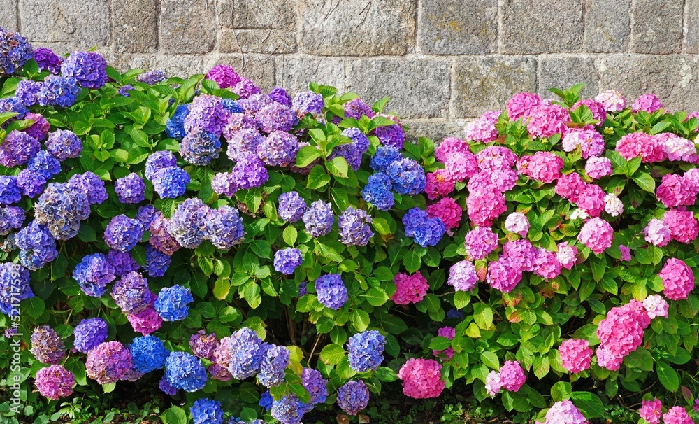 Pink and purple hydrangea plants in summer in Brittany Stock Photo ...