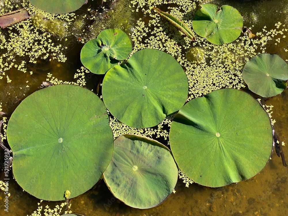 Indian lotus (Nelumbo nucifera, sin. Nelumbium speciosum, Nymphaea ...